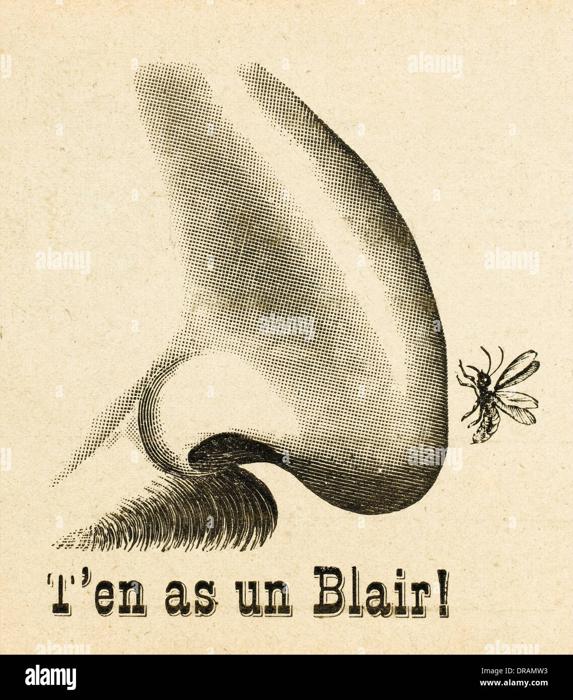 Nez crochu Banque de photographies et d’images à haute résolution - Alamy