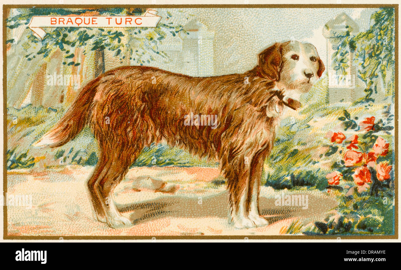 Turkish dog Banque de photographies et d’images à haute résolution - Alamy