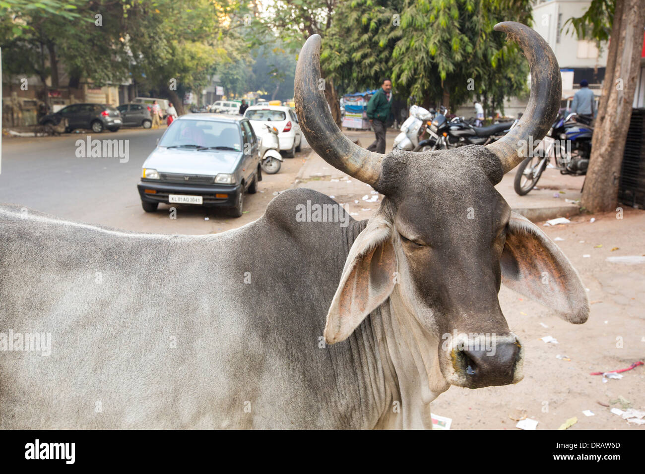 Vache brahman Banque de photographies et d’images à haute résolution ...