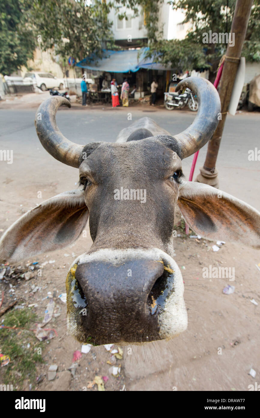 Vache brahman Banque de photographies et d’images à haute résolution ...