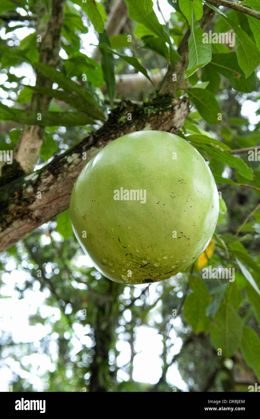 La calebasse Banque de photographies et d’images à haute résolution - Alamy