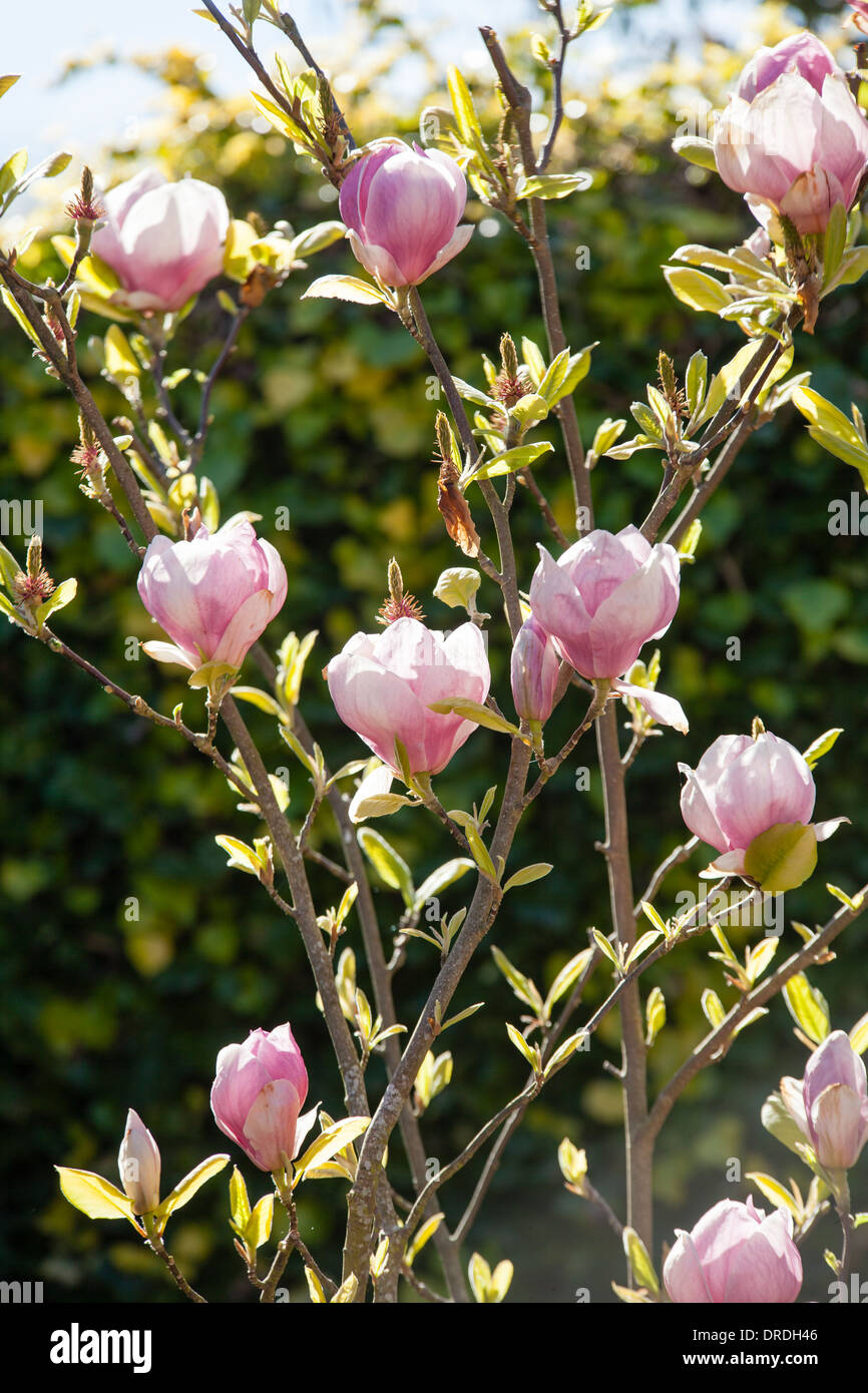 Arbre magnolia grandiflora Banque de photographies et d’images à haute ...