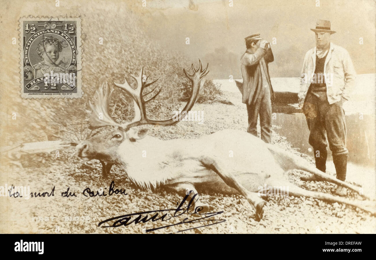 Caribou mort Banque de photographies et d’images à haute résolution - Alamy
