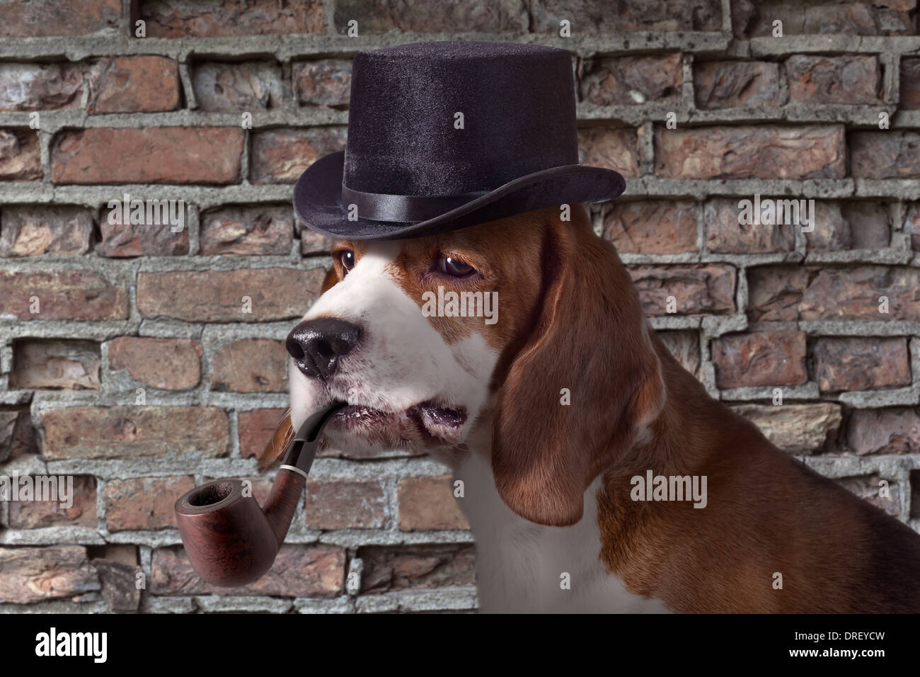 The dog detective Banque de photographies et d’images à haute ...