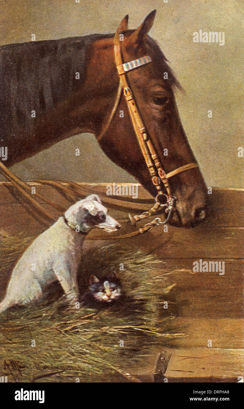 Chien et cheval Banque de photographies et d’images à haute résolution ...