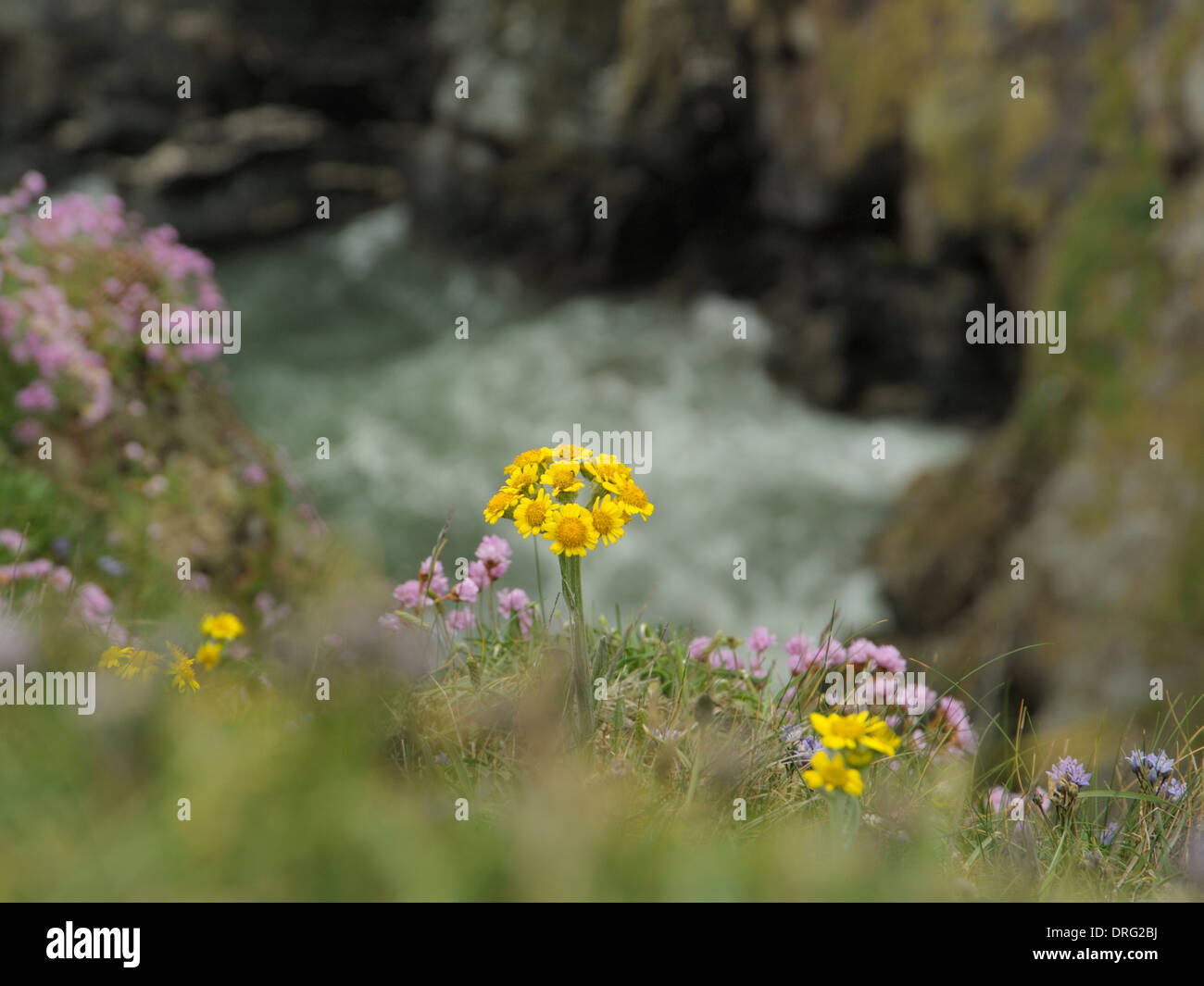 Spathulate fleawort Banque de photographies et d’images à haute ...