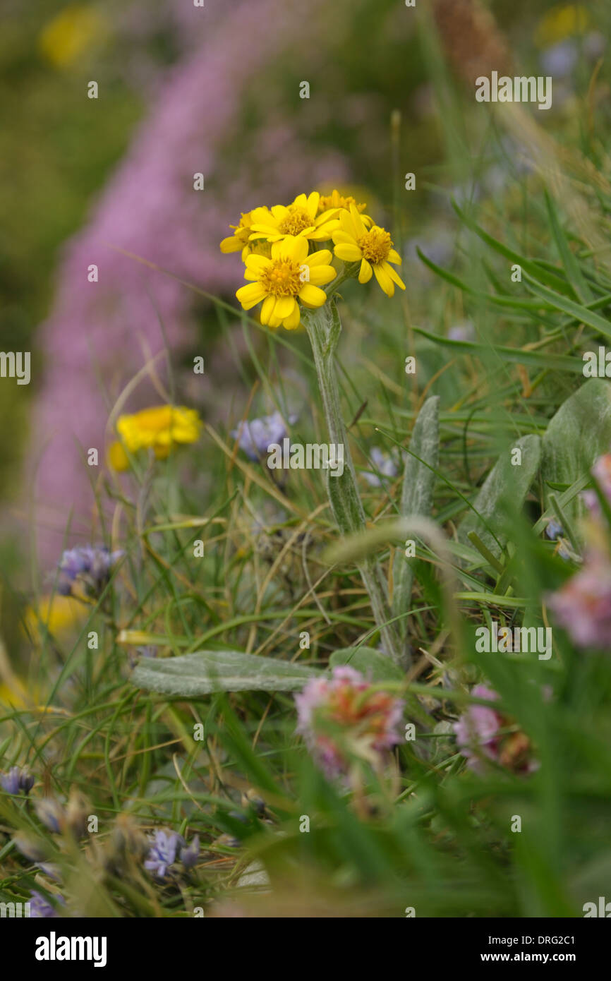 Spathulate fleawort Banque de photographies et d’images à haute ...