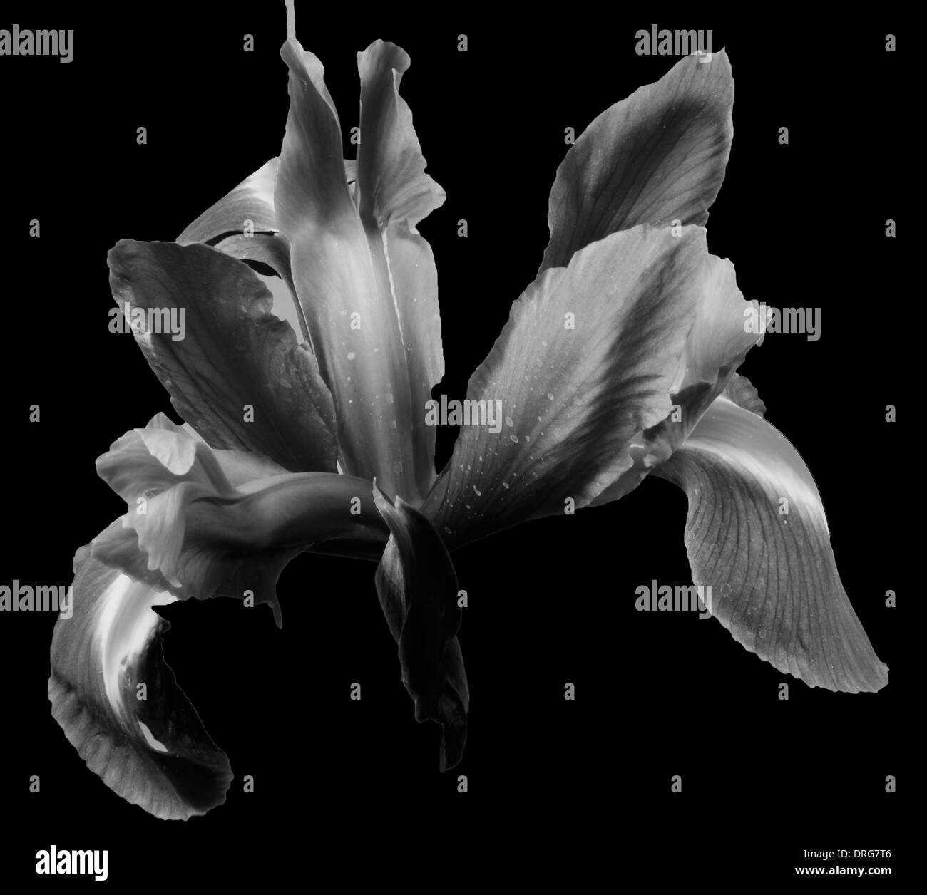 Fleur iris Banque de photographies et d’images à haute résolution - Alamy