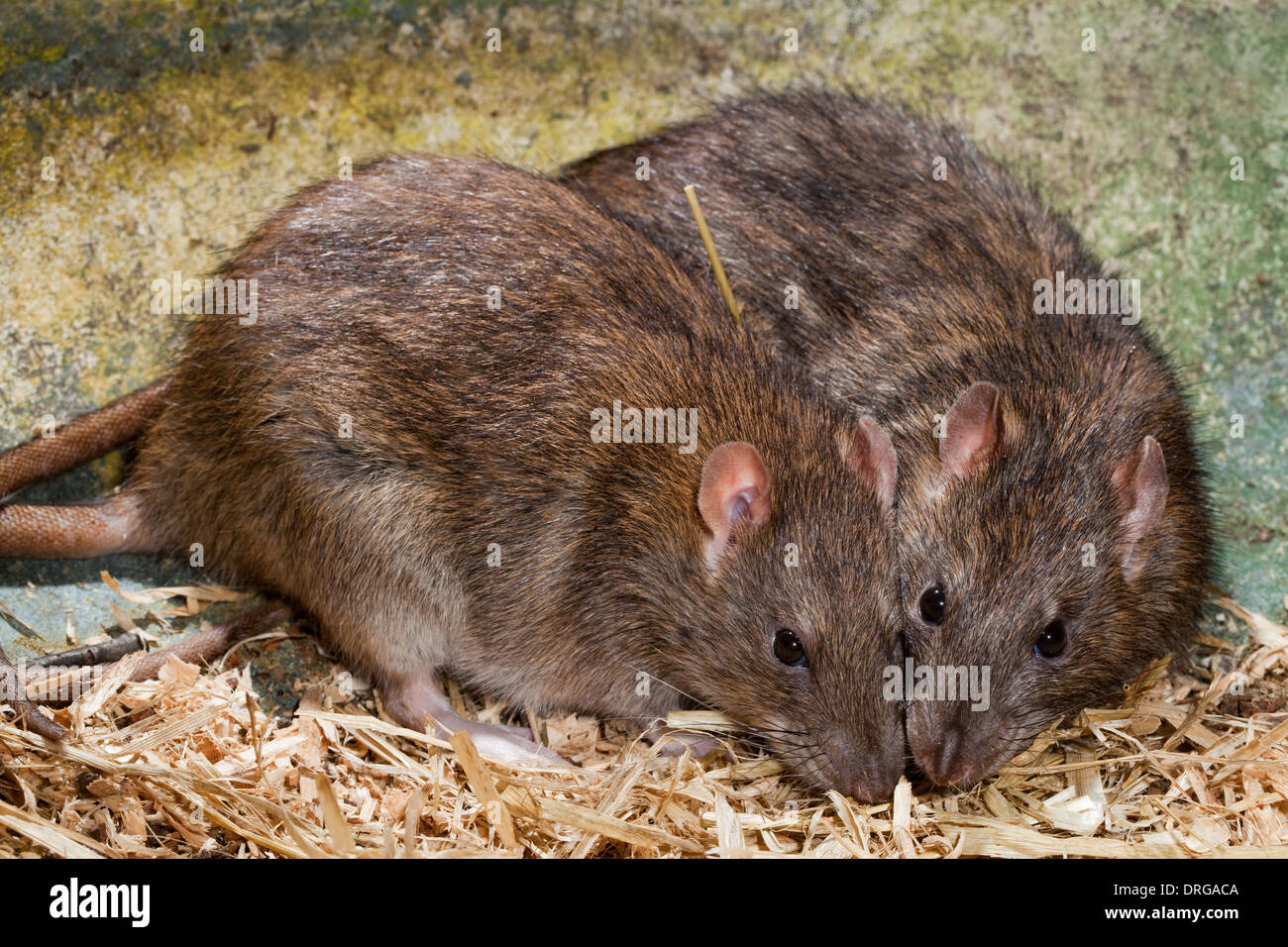 Rats bruns Banque de photographies et d’images à haute résolution - Alamy