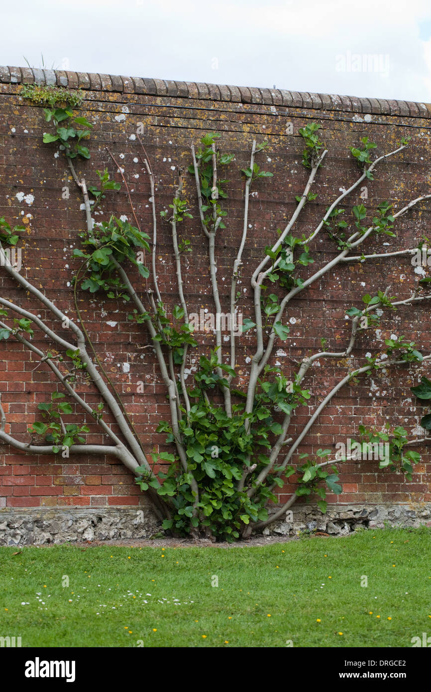 Racine de figuier Banque de photographies et d’images à haute ...