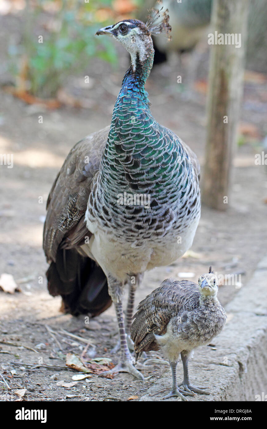 Bébé paon Banque de photographies et d’images à haute résolution - Alamy
