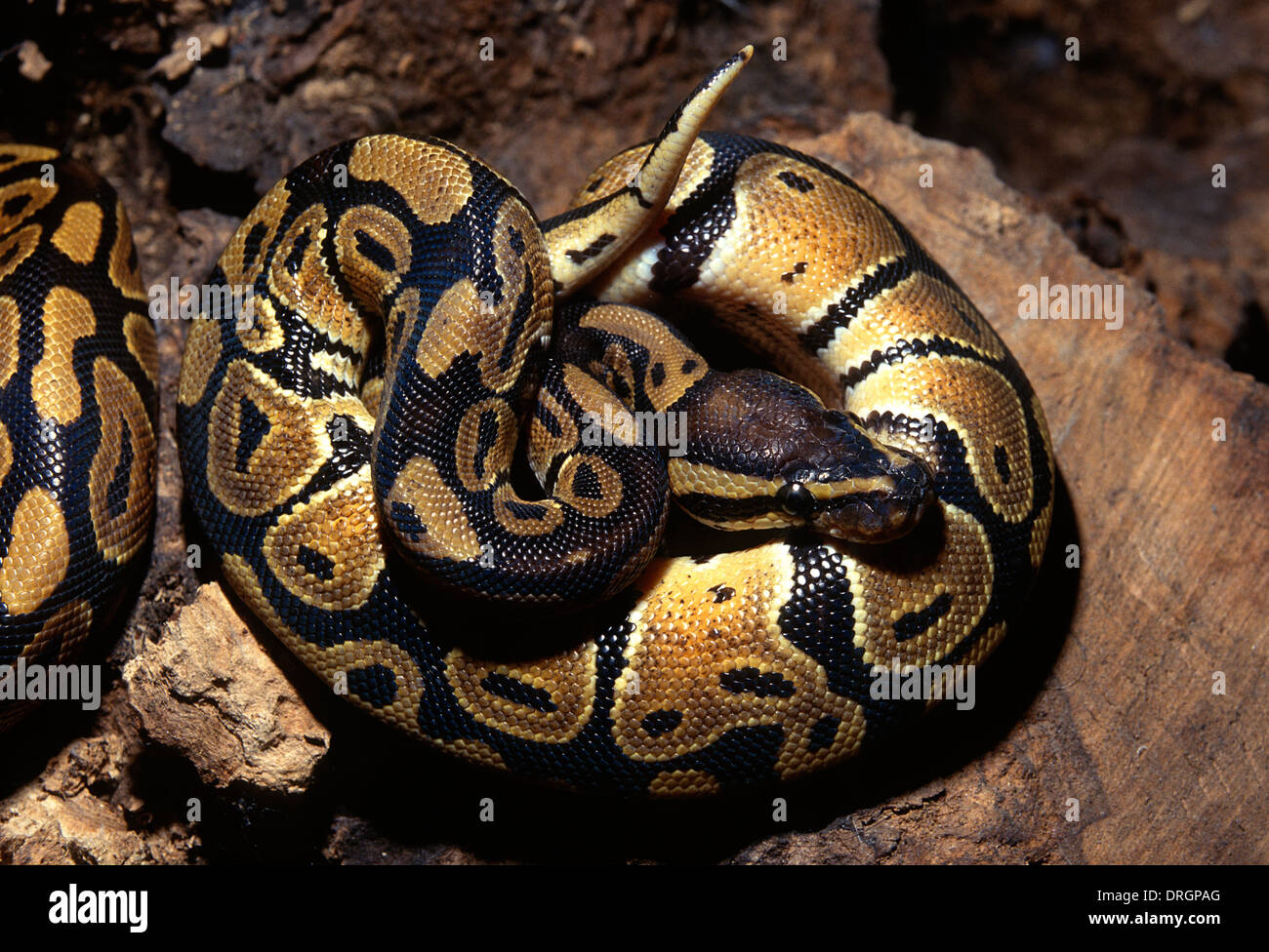 Afrique reptiles reptiles roberto nistri horizontal Banque de ...