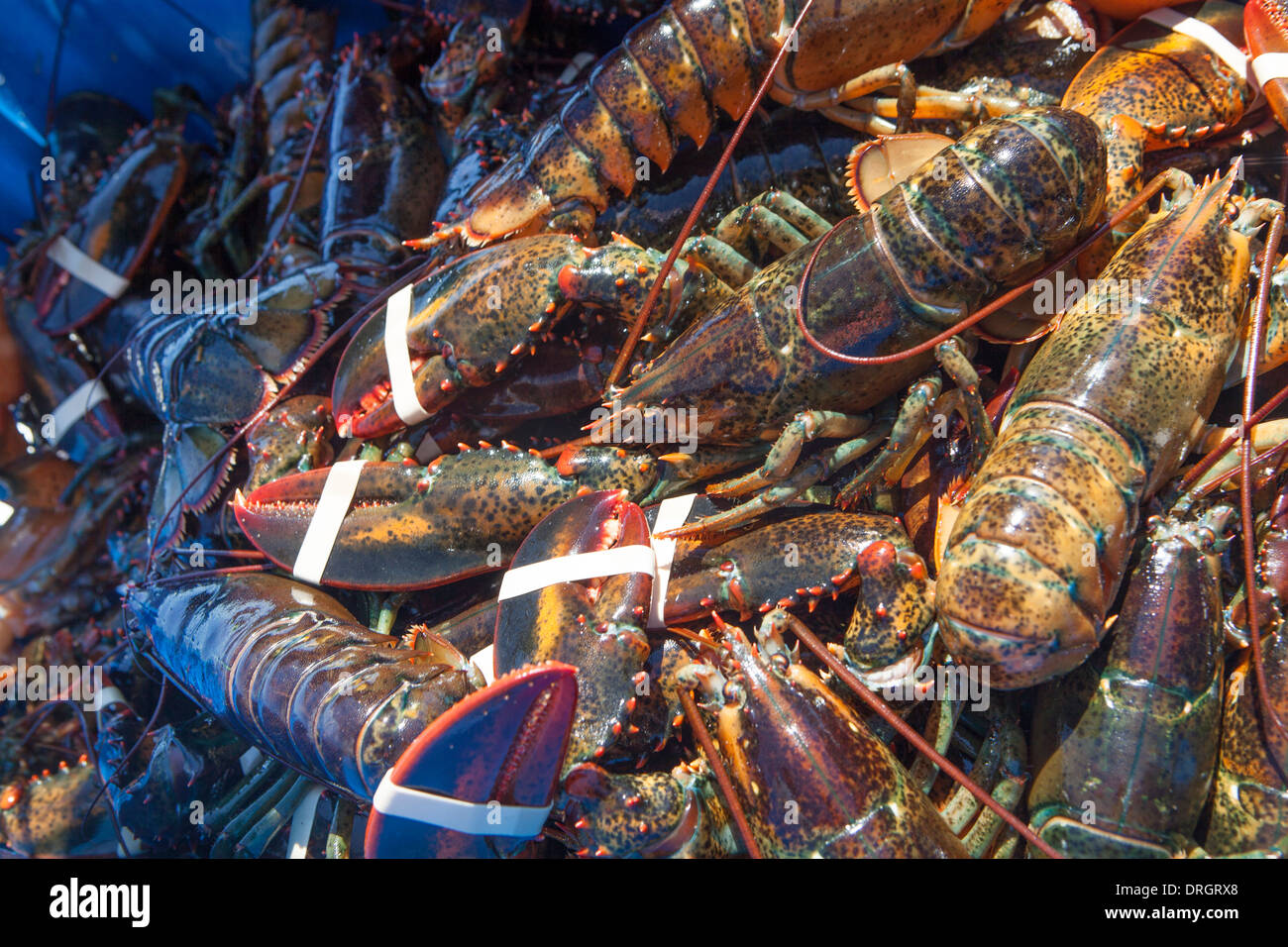 Les homards Banque de photographies et d’images à haute résolution - Alamy