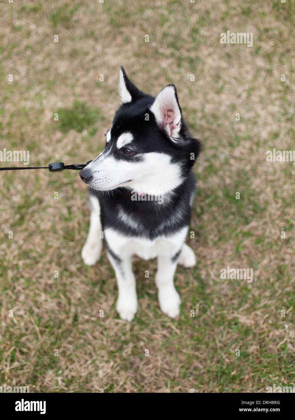 Mini husky Banque de photographies et d’images à haute résolution - Alamy
