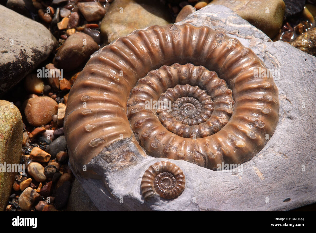 Une ammonite fossile sur la plage sur la côte jurassique à Lyme Regis ...