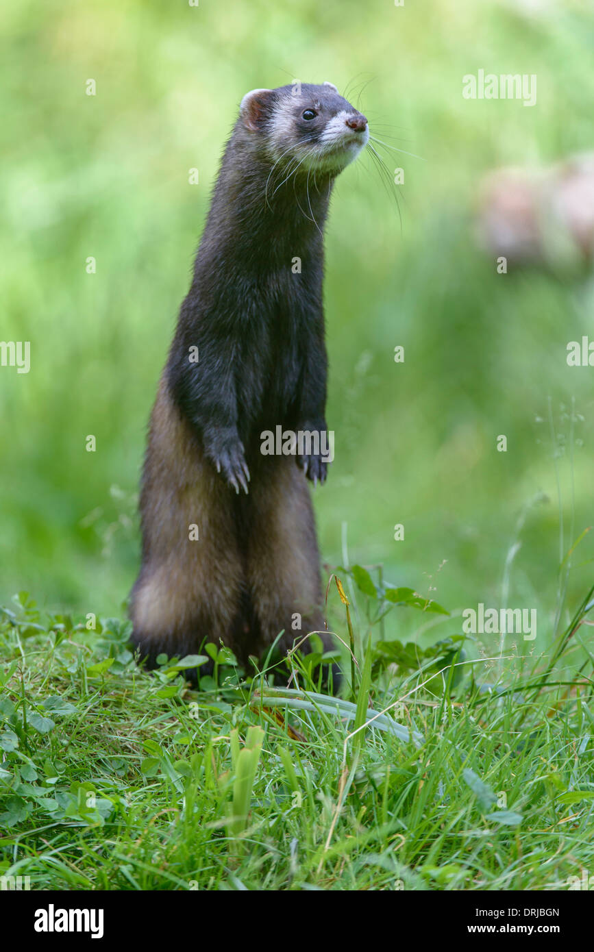 Le putois d'Europe, est tombé, Iltis, Marder, Mustela putorius ...