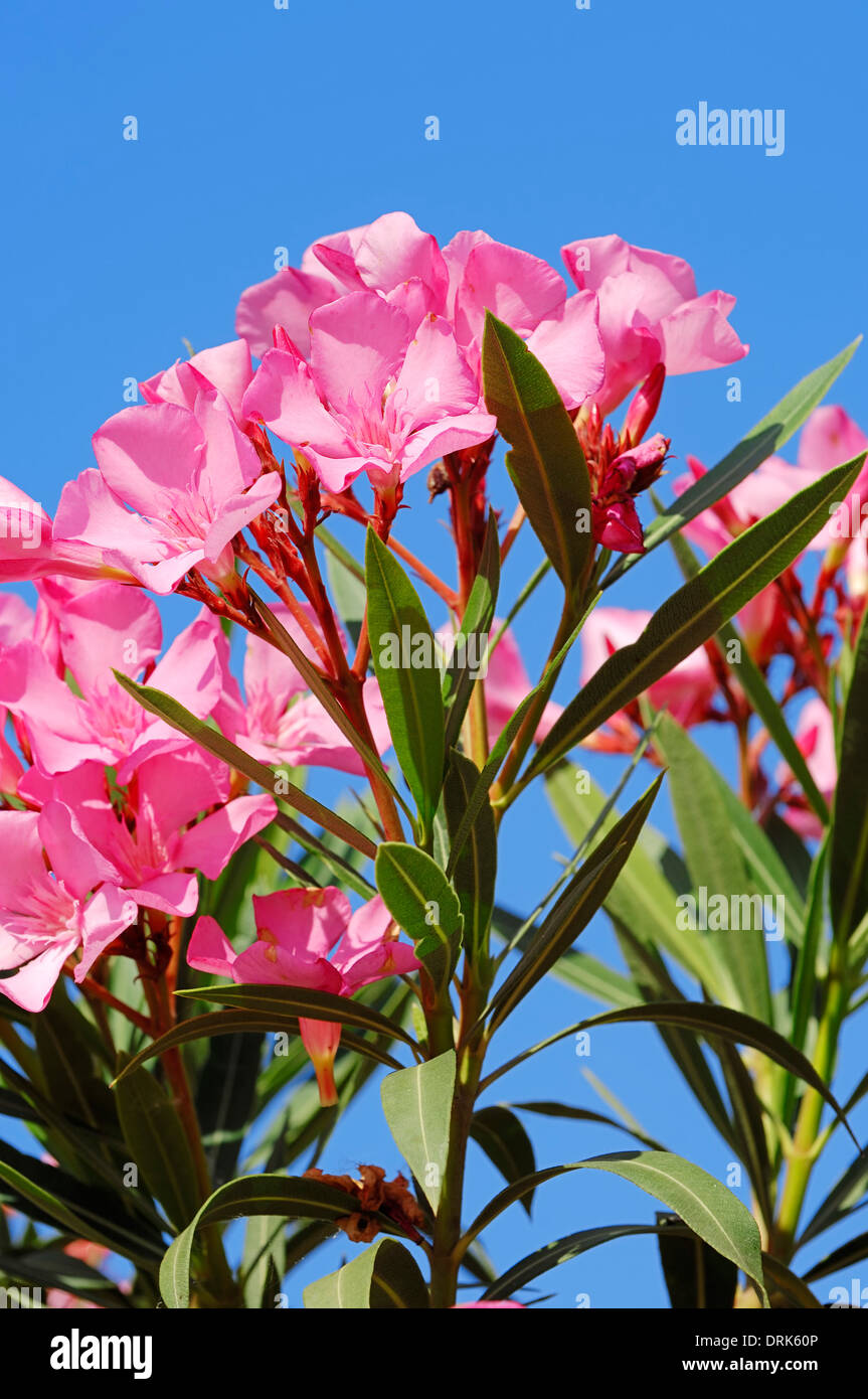 Nerium oleander Banque de photographies et d’images à haute résolution ...