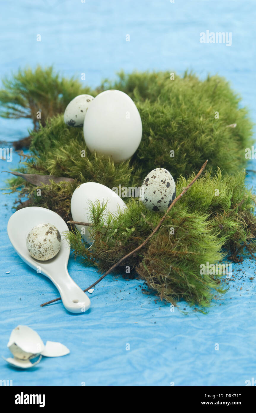 Oeufs de caille oeuf d'oie Banque de photographies et d’images à haute ...