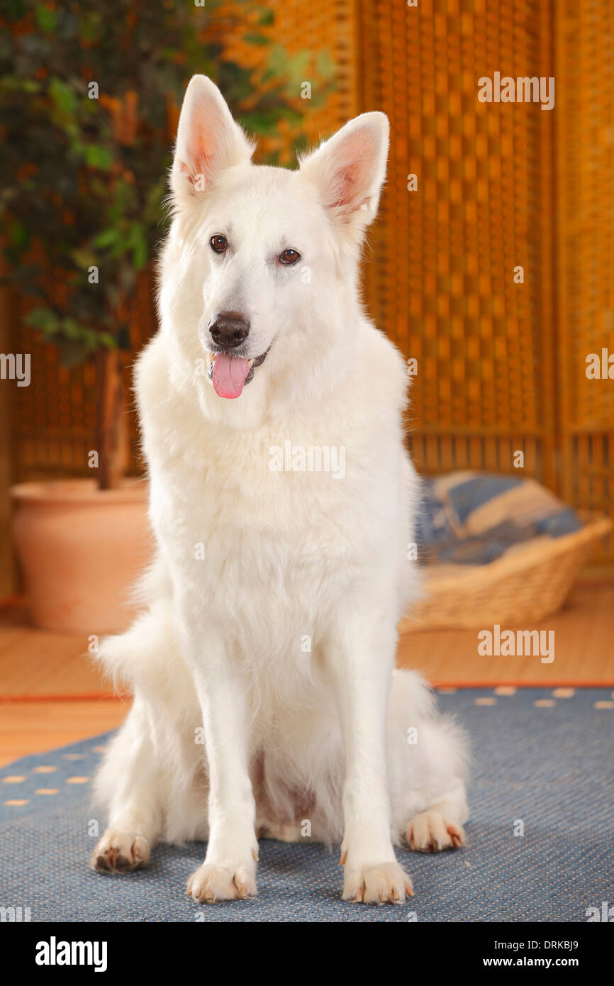 Chien de berger suisse Banque de photographies et d’images à haute ...