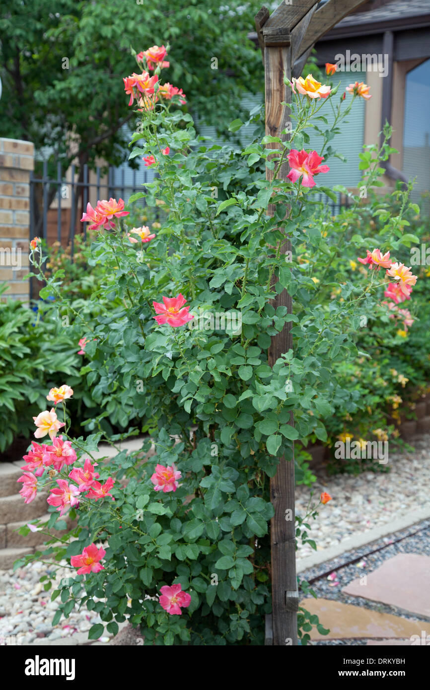 Climbing rose plant Banque d'image et photos - Alamy