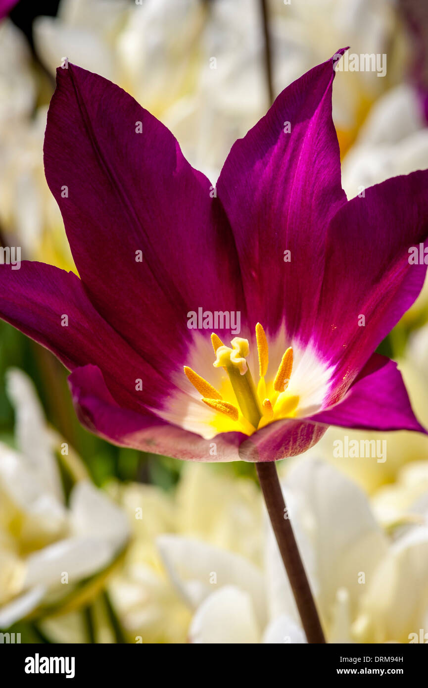 Anthère de fleur de lys Banque de photographies et d’images à haute ...