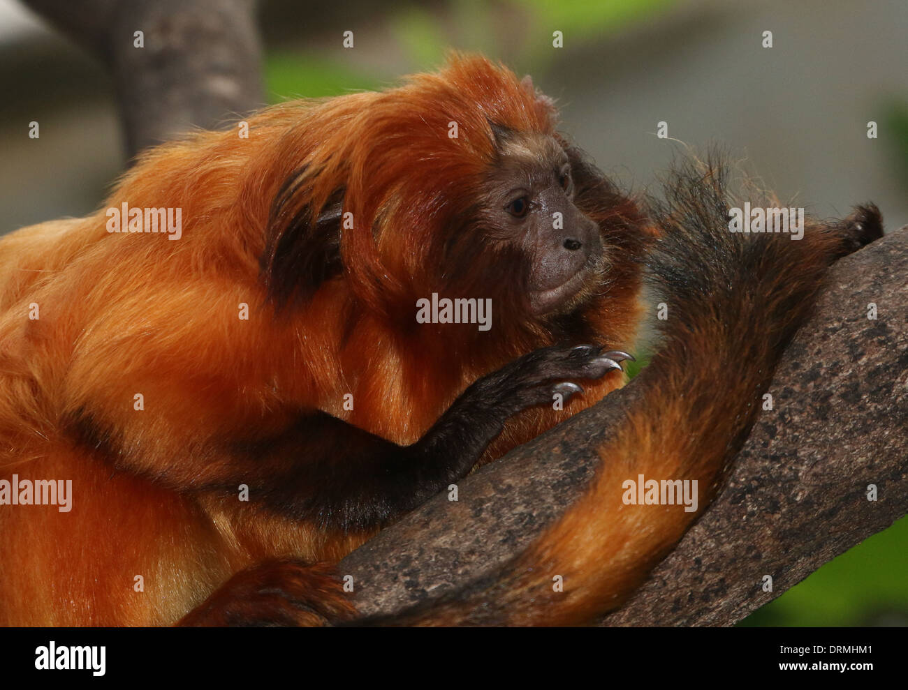 Lion singe Banque de photographies et d’images à haute résolution - Alamy