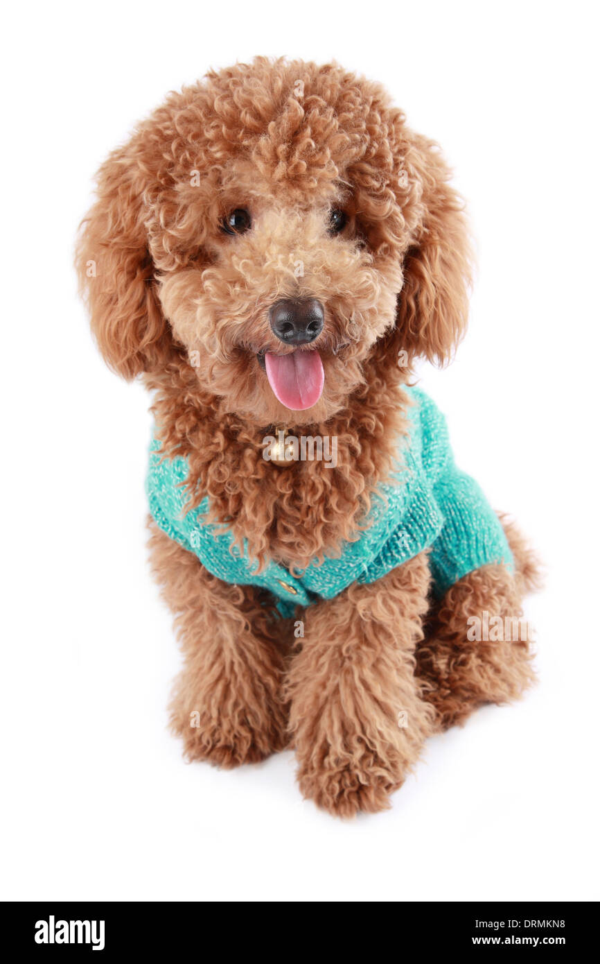 Caniche nain Banque d'images détourées - Alamy