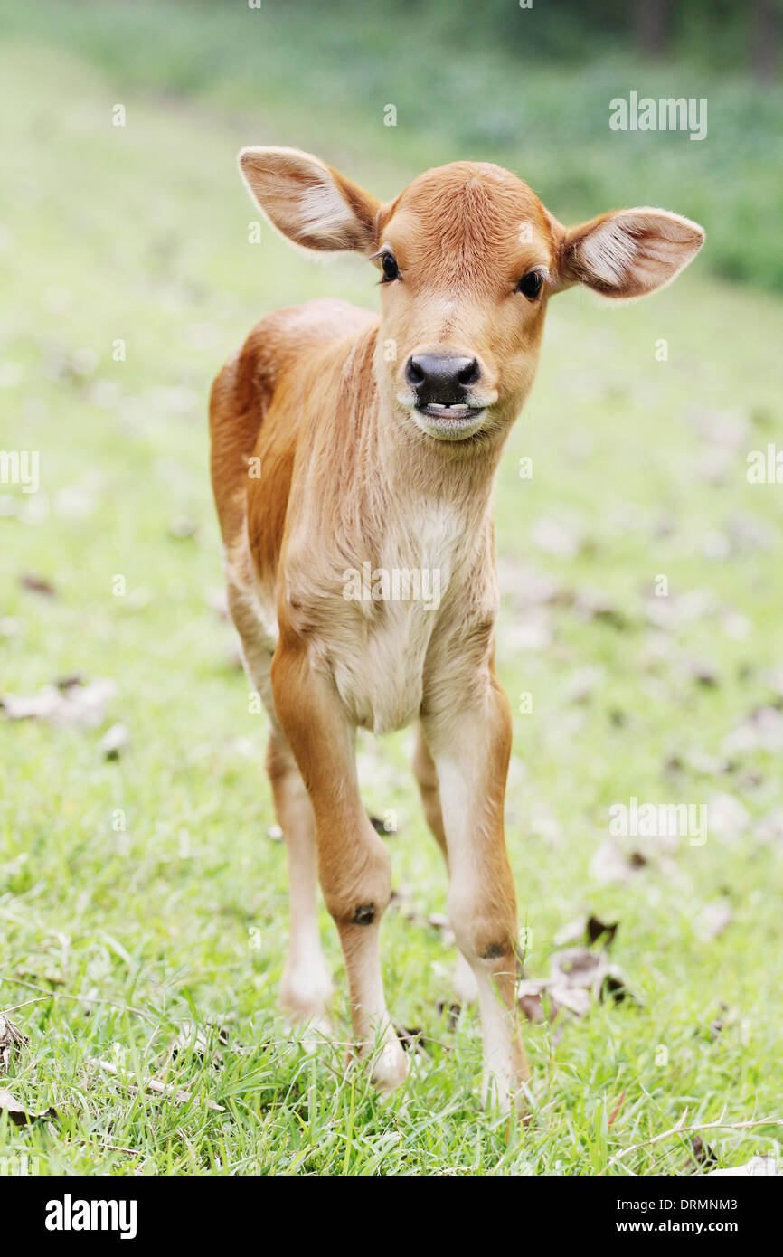 Veau png Banque de photographies et d’images à haute résolution - Alamy