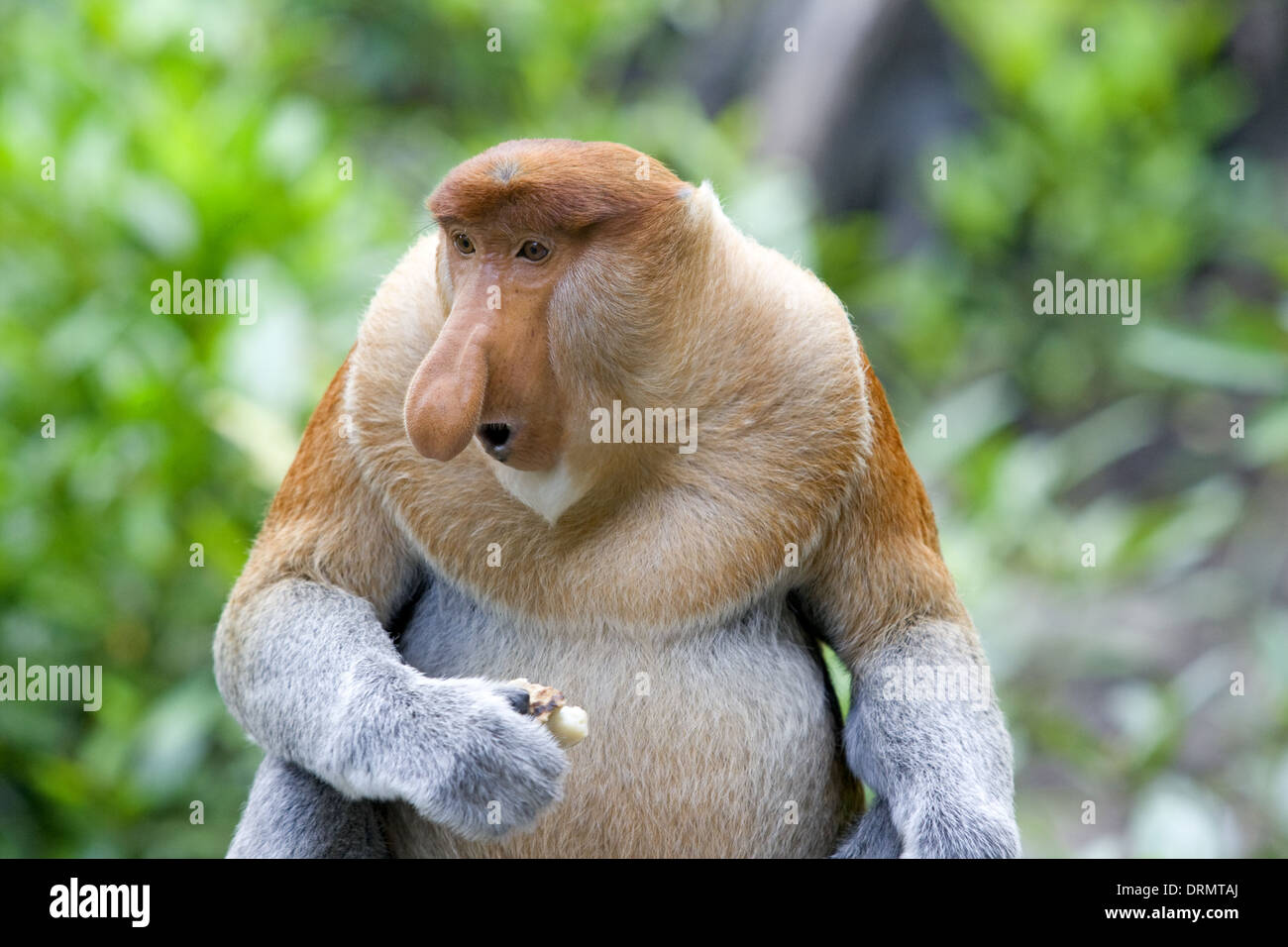 Proboscis monkies Banque de photographies et d’images à haute ...