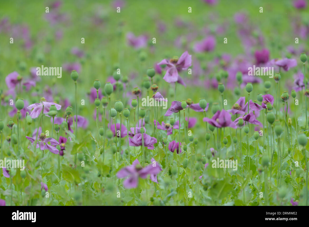 Mohn mohn mohn mohn mohn mohn Banque de photographies et d’images à ...