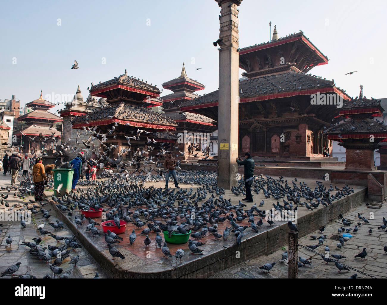 Nepal nepali pigeon pigeons Banque de photographies et d’images à haute ...