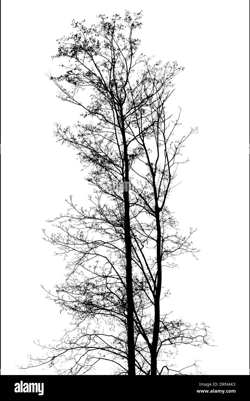 Arbre Sans Feuille Fond Blanc Banque De Photographies Et Dimages à