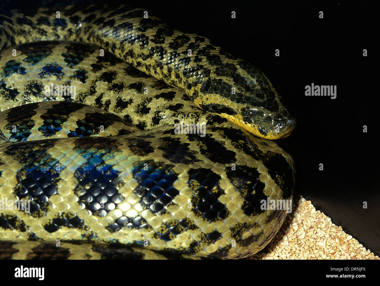 Anaconda jaune ou anaconda paraguayen eunectes notaeus Banque de ...