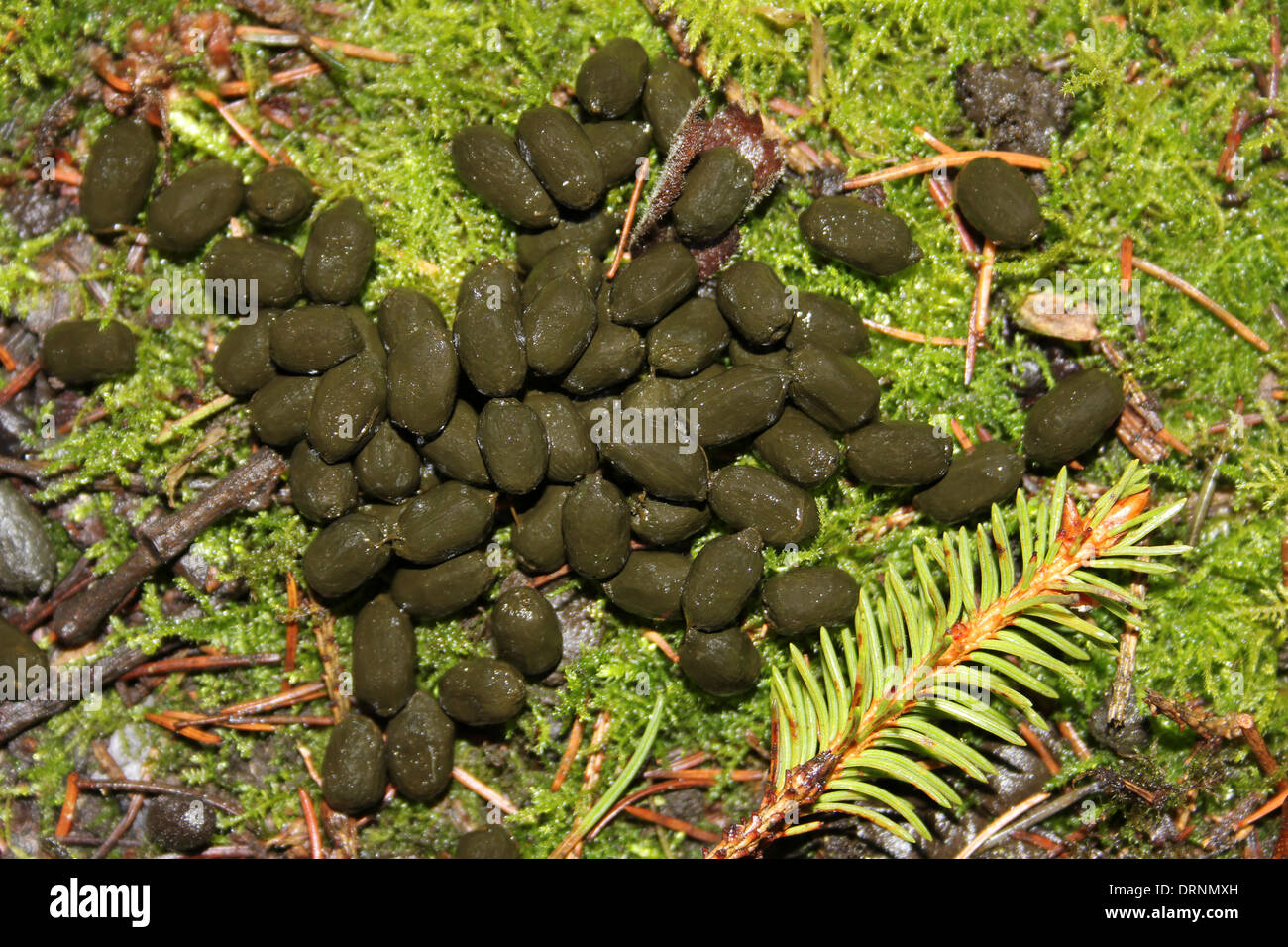 Crottes d'animaux Banque de photographies et d’images à haute ...