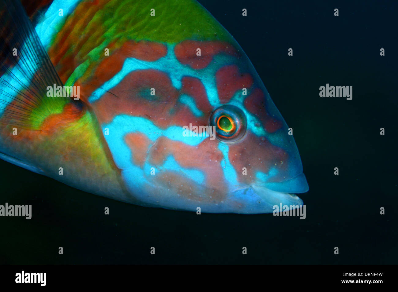 Mediterranea fish Banque de photographies et d’images à haute ...