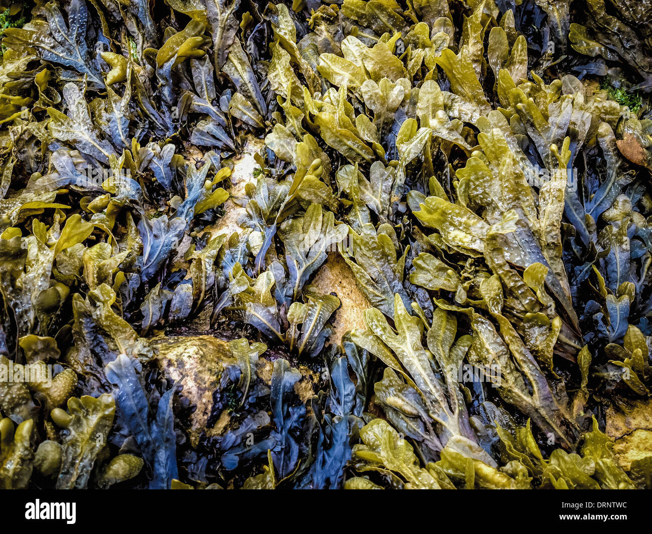 Algue de mer Banque de photographies et d’images à haute résolution - Alamy