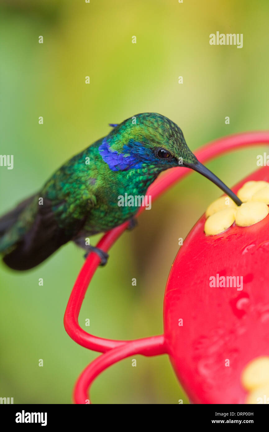 Colibri sous la pluie Banque de photographies et d’images à haute ...
