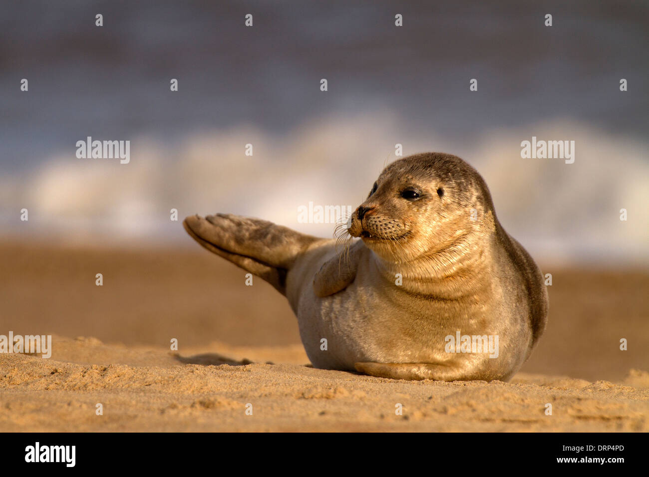 Phoque commun ou phoque commun phoca vitulina Banque de photographies ...