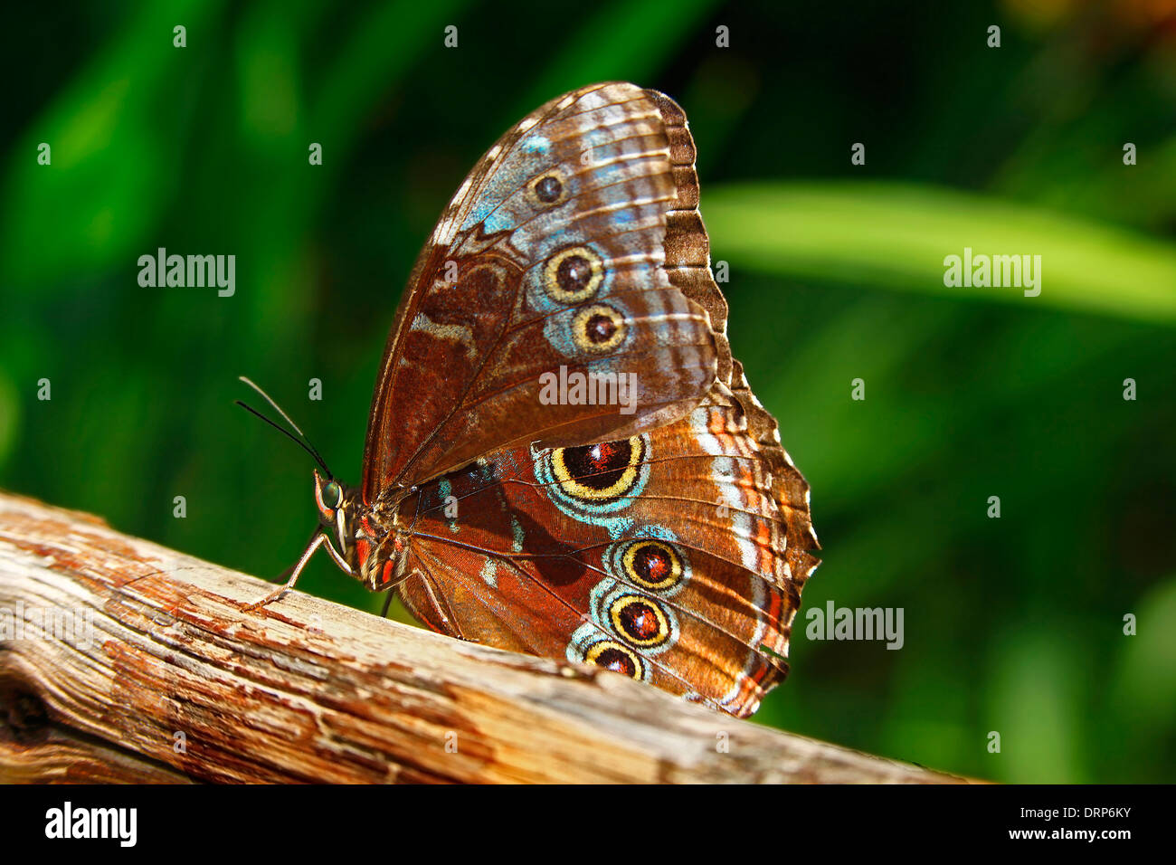 Morpho butterfly Banque de photographies et d’images à haute résolution ...