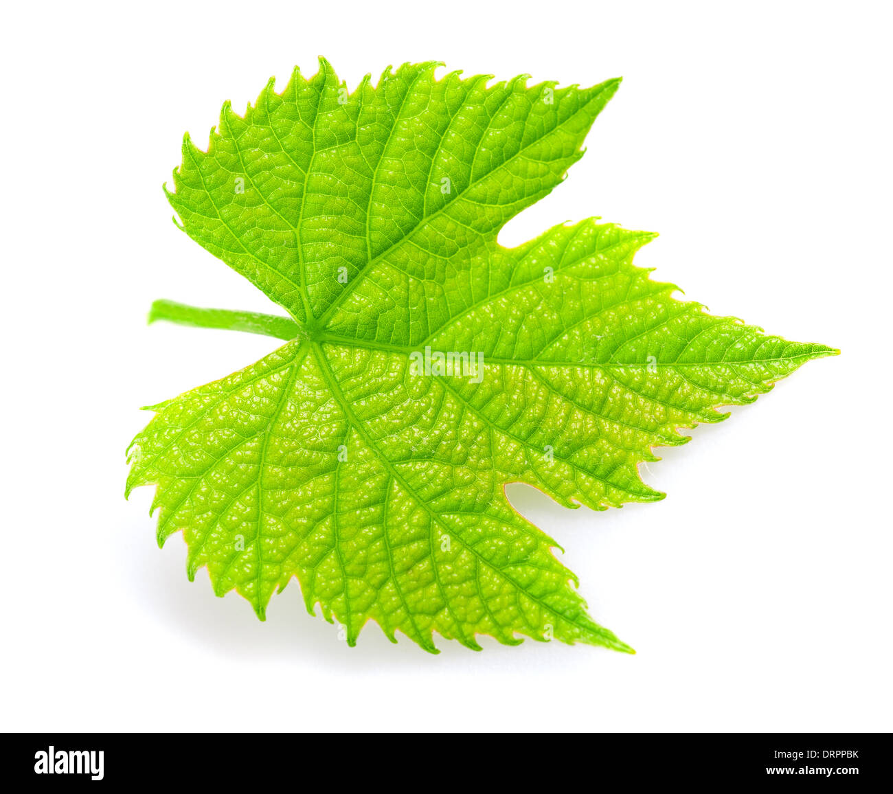 Feuille de vigne isolée Banque d'image et photos - Alamy
