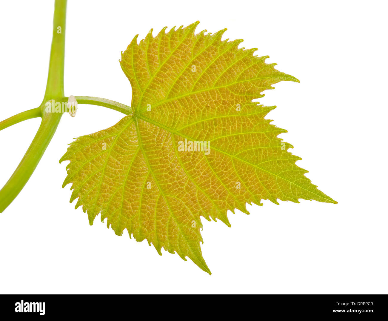 Feuille vigne Banque de photographies et d’images à haute résolution ...