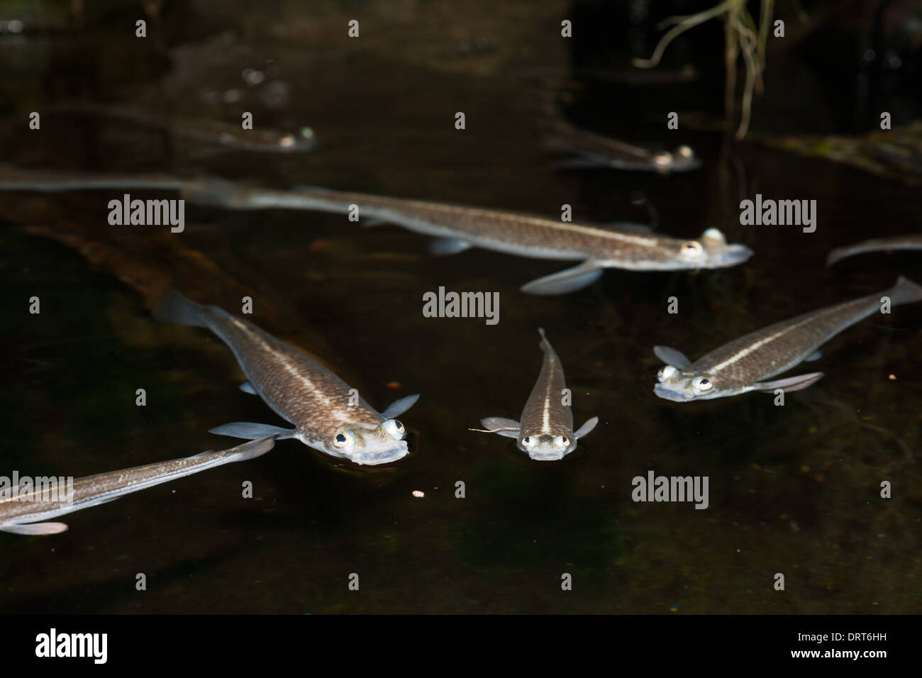 Poissons à quatre yeux Banque de photographies et d’images à haute ...