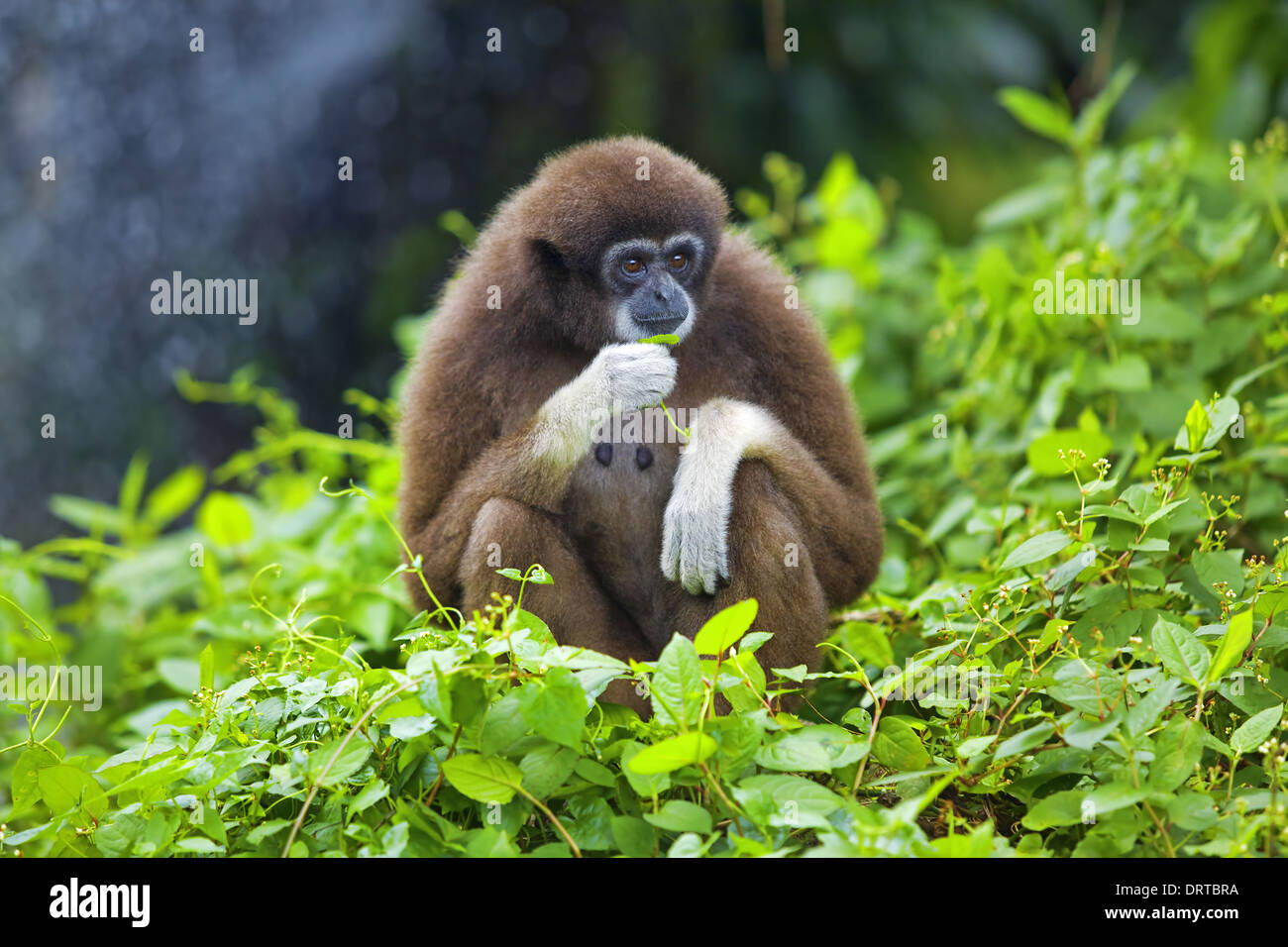 Manger du gibbon Banque d'image et photos - Alamy