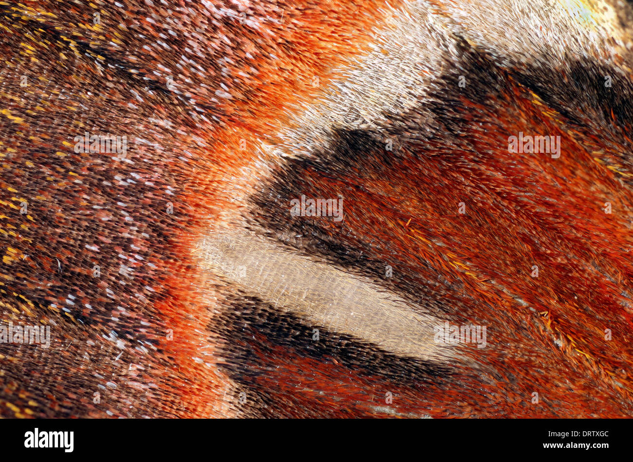 Atlas de droite Banque de photographies et d’images à haute résolution ...