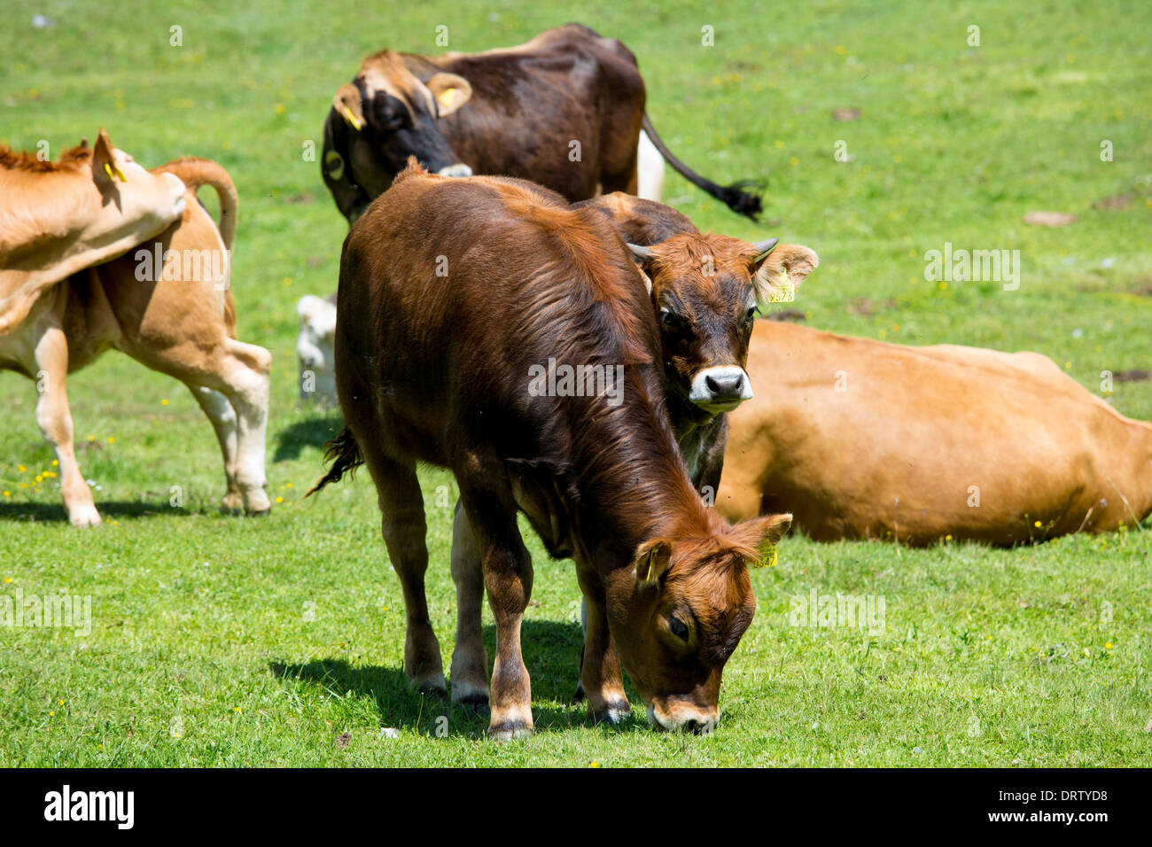 Veau suisse grisons Banque de photographies et d’images à haute ...