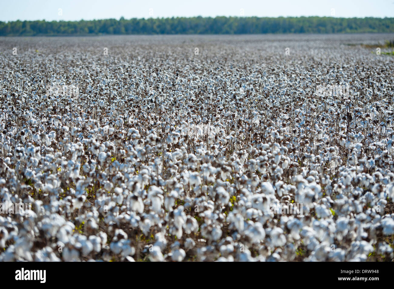 USA Mississippi MS Miss cultures centrale avec les champs de coton ...