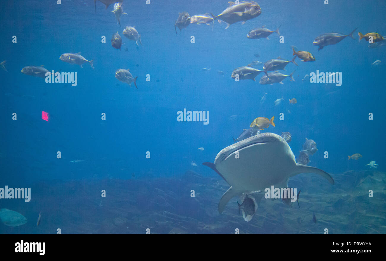 Sortes de poissons Banque de photographies et d’images à haute ...