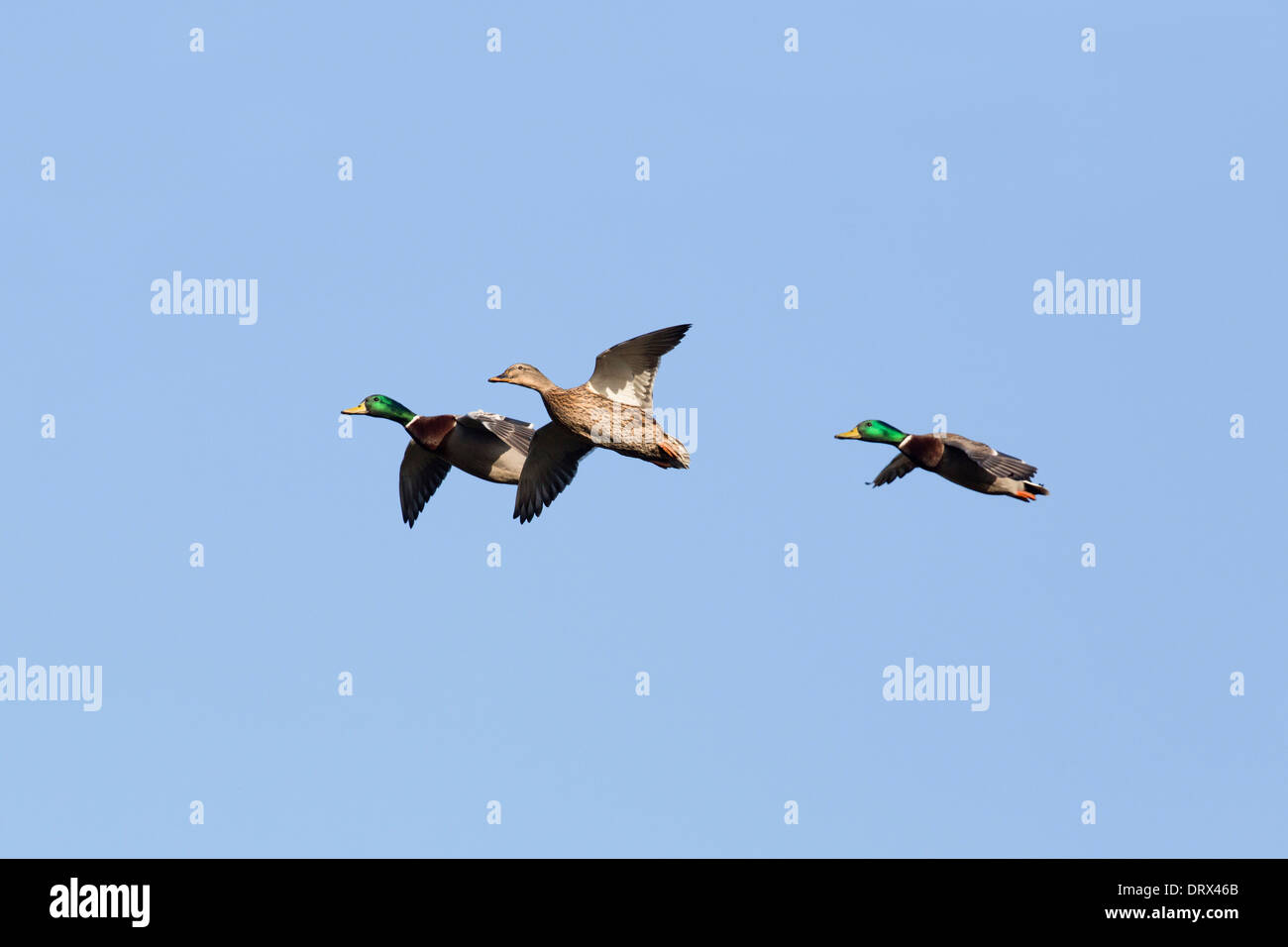 Canards colvert en vol Banque de photographies et d’images à haute ...