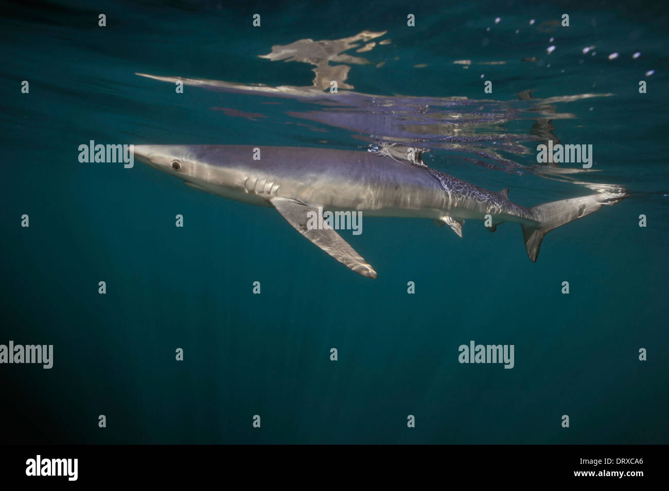 Requin bleu prionace glauca Banque de photographies et d’images à haute ...