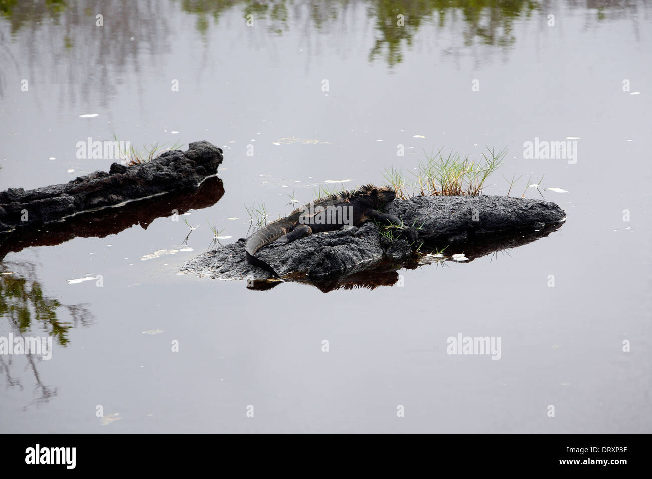 Iguane marin rechauffement climatique Banque de photographies et d ...